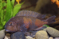 Tropheus moorii Bulu Point - faszinierender Kirschfleck!, 24,95